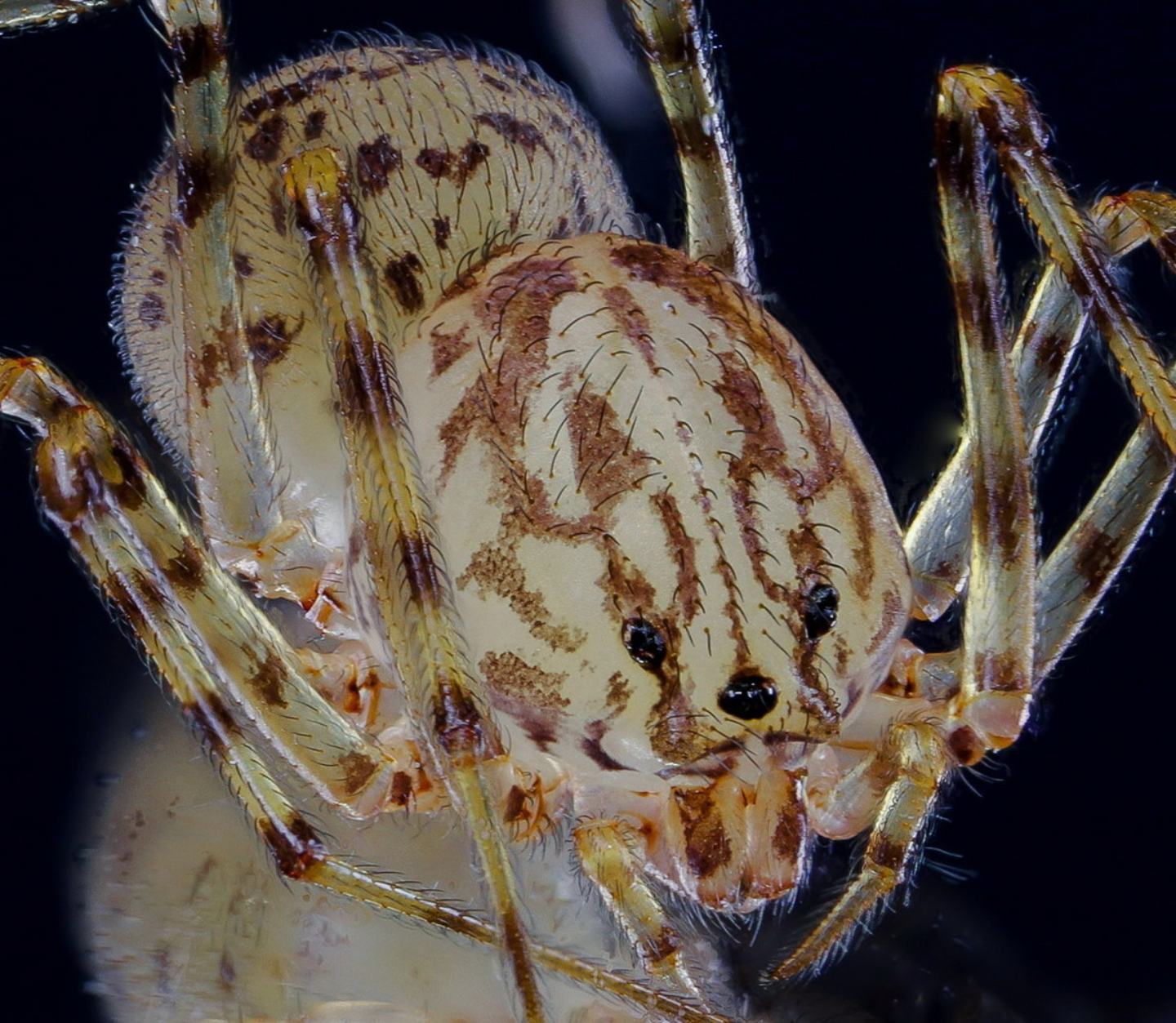 Scytodidae - Scytodes thoracica , Natura Mediterraneo | Forum Naturalistico